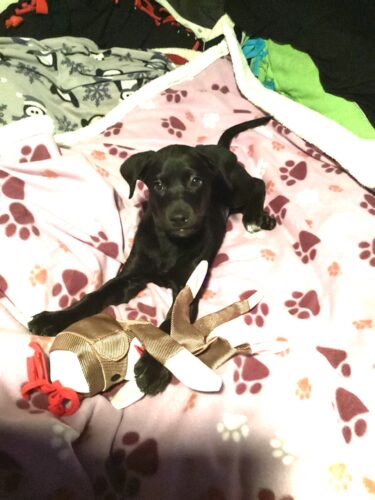 Readers to the rescue: Rosebud ‘is full of love’ | News, Sports, Jobs ...